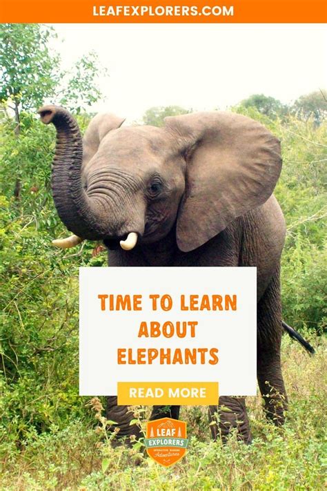 Learn about elephants – Artofit