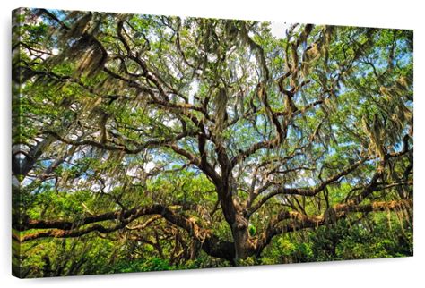Lark Manor Harnek Live Oak Tree Canopy With Spanish Moss Wayfair Canada