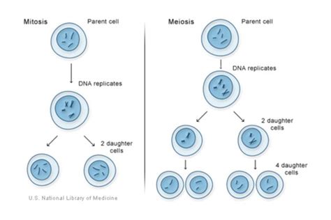 Foto Reproduksi Sel Tujuan Dan Macamnya
