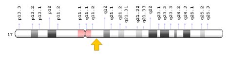 Schematic View Of Chromosome Number 17 Where The Slc6a4 Gene Is Download Scientific Diagram