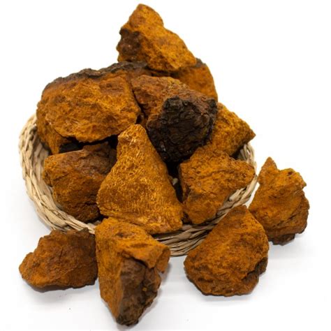 차가버섯 효능 및 부작용 알아보기