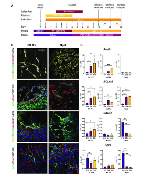 Direct Reprogramming Of Induced Pluripotent Stem Cells Ipscs Results