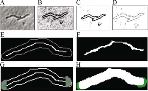 Description Of The Algorithm A Original Image B Image After Edge Download Scientific