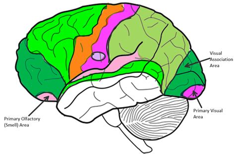 Diagram Of The Functional Areas Of The Cerebral Cortex Quizlet