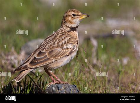 Adult Bimaculated Lark Melanocorypha Bimaculata In Breeding Plumage