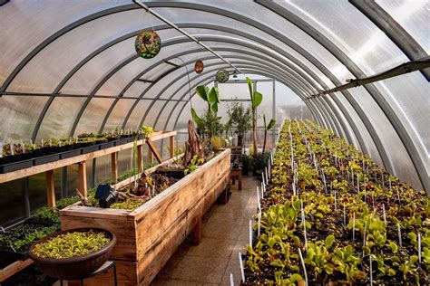 Why I Started A Small Venus Flytrap Business Peters Flytraps