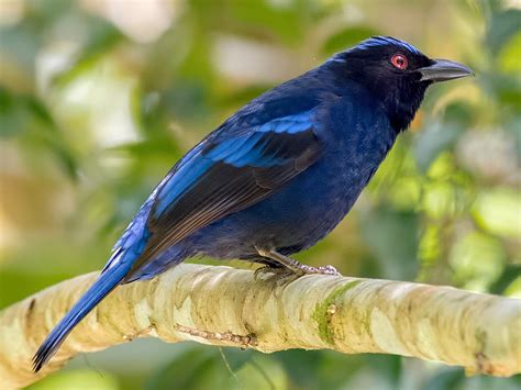 Philippine Fairy Bluebird Ebird