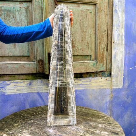 Fossilized Cephalopod Orthoceras 58 Cm Catawiki