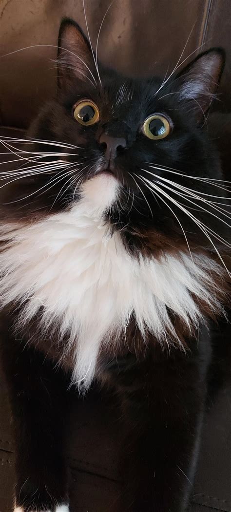 Mesmerised By The Void Rattackeyes