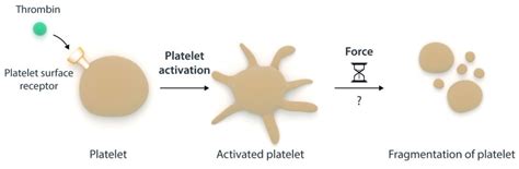 The Secret Afterlife Of Platelets Abstract Europe PMC