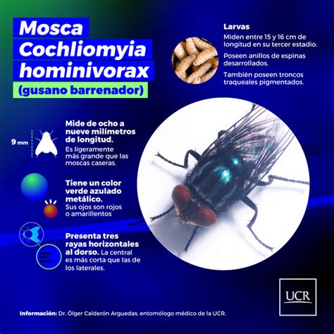 Infografía ¿cómo Identificar A La Mosca Del Gusano Barrenador Ncr