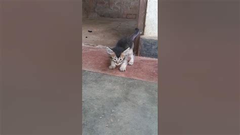 කැලෑ පූස් පැටිය Youtube