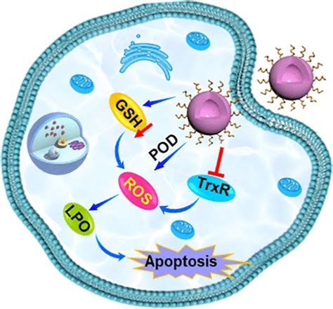 Multifunctional Biomimetic Hollow Nanoparticles With Inhibiting Thioredoxin Reductase Activity