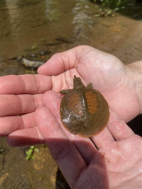 Hatchling Soft Shell Turtle Rherpetology Hatchling Soft Shell Turtle Rherpetology