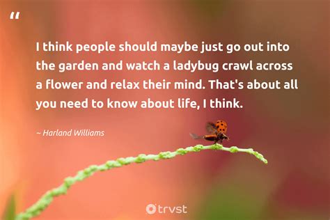 25 Ladybug Quotes Admiring The Tiny Miraculous Beetles 2024