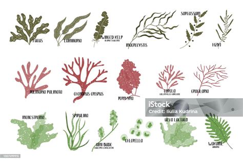 식용 해초의 큰 세트 갈색 빨간색 및 녹색 조류 바다 야채 벡터 플랫 일러스트레이션 조류에 대한 스톡 벡터 아트 및 기타 이미지 조류 해초 조류 갈색 Istock