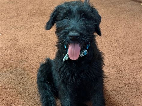 Giant Schnauzer Puppies In Texas — Peace Of Heaven Farms