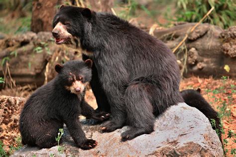 Oso De Anteojos Conoce Al Arquitecto De Los Bosques
