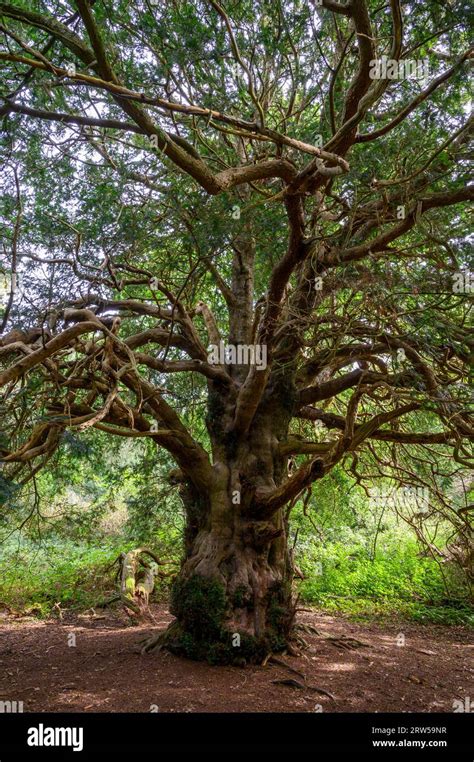 Yew Tree In The Ancient Kingley Vale Yew Forest With Trees Estimated Up