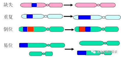 知识类｜dna的变异类型 基因 染色体 遗传