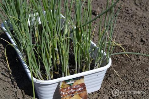 Лук Эксибишен: описание и характеристики сорта, агротехника посадки и ...