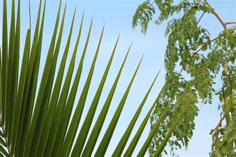 녹색 코코넛 나무 잎 피네나 잎 또는 클로즈업에 흰색과 하늘 배경으로 좋아 코코넛과 풍경을 보인다 곡선에 대한 스톡 사진 및 기타 이미지 Istock