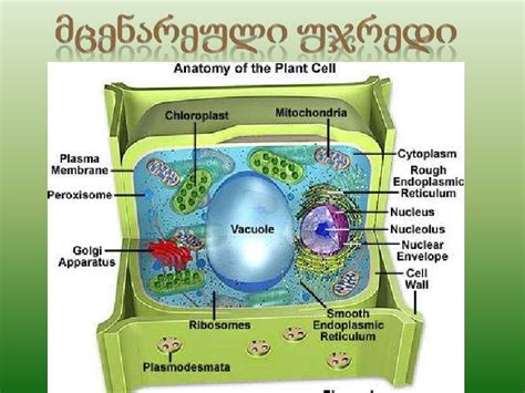 უჯრედის აგებულება