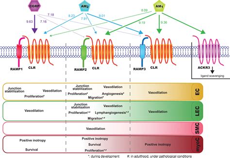 Clinical Potential Of Adrenomedullin Signaling In The Cardiovascular