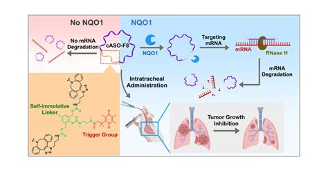 Nqo1 Activatable Circular Antisense Oligonucleotides For Tumor Cell