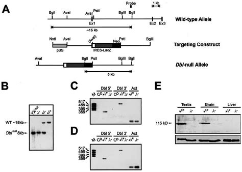 Targeted Disruption Of The Mouse Dbl Gene A Structure Of The