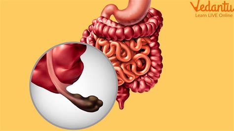 Appendix Function In Digestive System