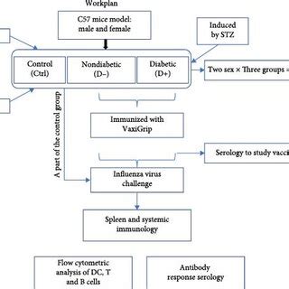 The Schematic Representation Of The Workflow Download Scientific Diagram