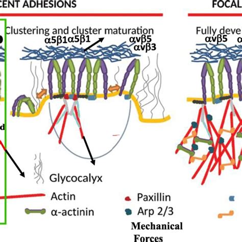 Different States Of Integrin Activation Clustering And Focal Adhesion