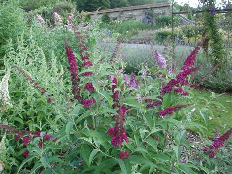 Sugar Plum Buddleja Collection