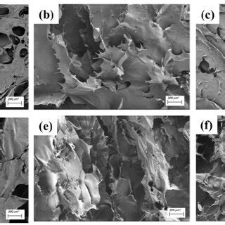 Surface Morphologies Of The Porous Composite Membranes A Pure KGM Download Scientific