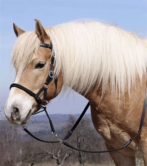 Bitless Bridle Syringa With Reins Barefoot Riding Gear For The Baltics