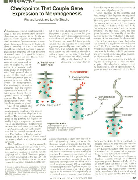 Checkpoints That Couple Gene Expression To Morphogenesis Science