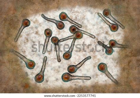 Clostridium Tetani Bacteria Causative Agent Tetanus Stock Illustration 2253577741 Shutterstock
