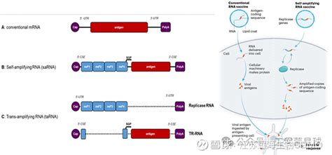【耀文解读】mrna技术的新星—自复制rna Sarna 技术的回顾与展望 Rnai疗法 Cdmo 重组蛋白 注：本文不构成任何