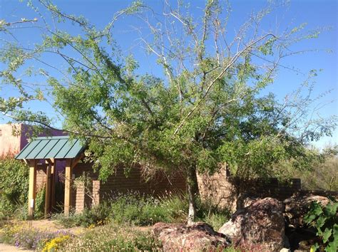 Celtis Reticulata Netleaf Hackberry Mountain States Wholesale Nursery