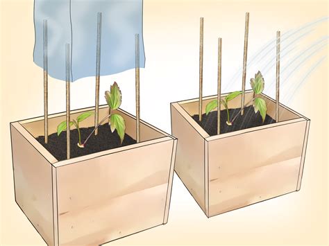 2 Easy Ways To Propagate Clematis With Pictures Wikihow 2 Easy Ways To Propagate Clematis With Pictures Wikihow