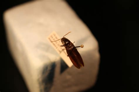 Cereal Pest Id Flashcards Quizlet