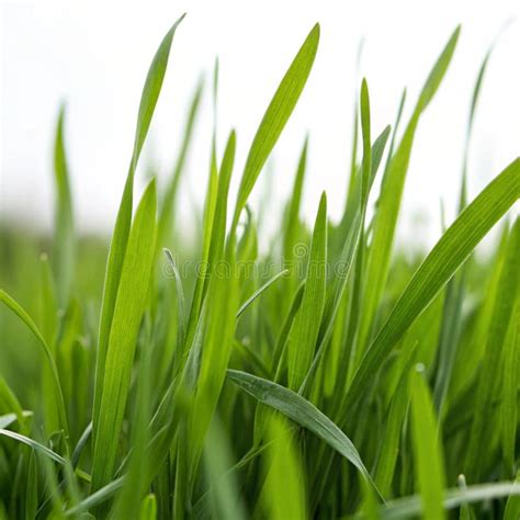 Close Up Shot Of Green Grass Stock Illustration Illustration Of