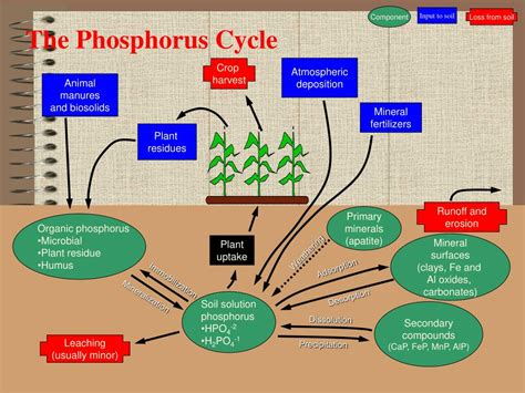 Ppt The Phosphorus Cycle Powerpoint Presentation Free Download Id
