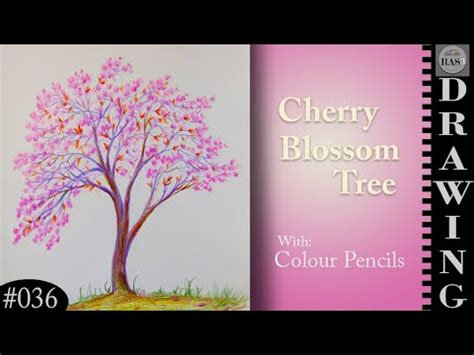 How To Draw A Tree Cherry Blossom Tree With Colour Pencils Youtube