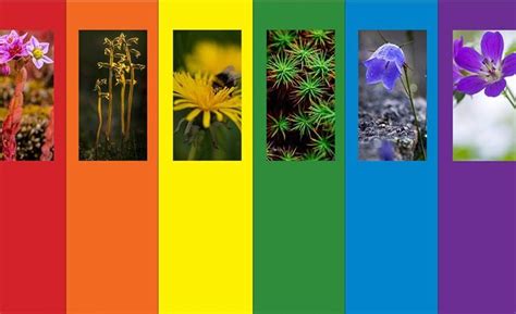 Oppdag Villblomstene Våre Norsk Botanisk Forening