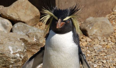 African Penguin Facts Diet And Habitat Information