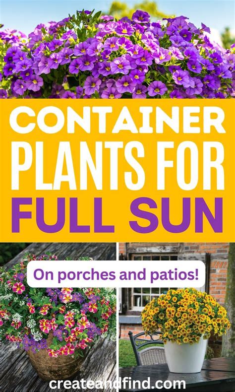 Container Plants For Full Sun Full Sun Plants Patio Flowers