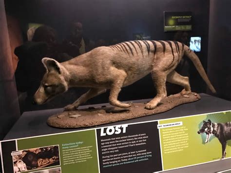 The Thylacine Last Seen 1936