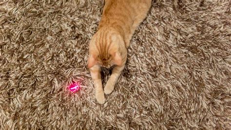 Cat Playing With Laser Pointer Stock Footage Video 100 Royalty Free 8396773 Shutterstock